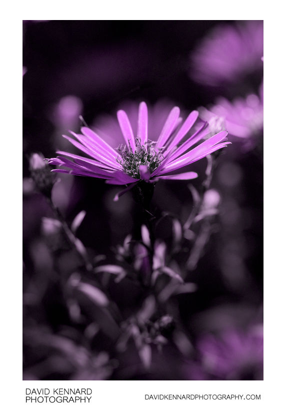 [UV] Michaelmas daisy (Aster sp.) flower · David Kennard Photography